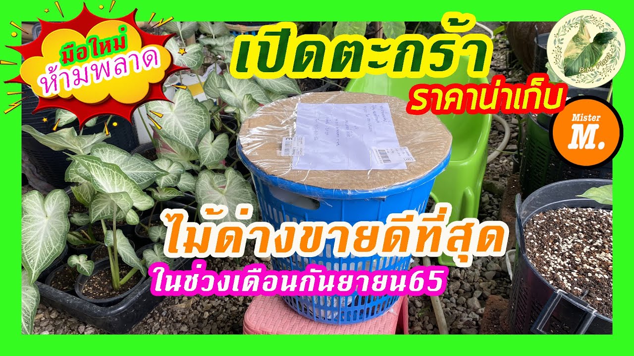 เปิดตะกร้าไม้ด่างขายดี มีเท่าไรก็ไม่พอขาย จากใบละ 50,000สู่ราคา 500บาท ...