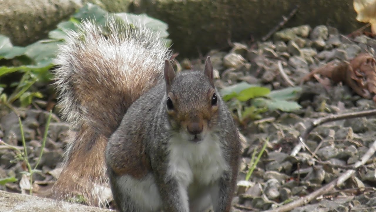 Squirrel in a Graveyard - YouTube