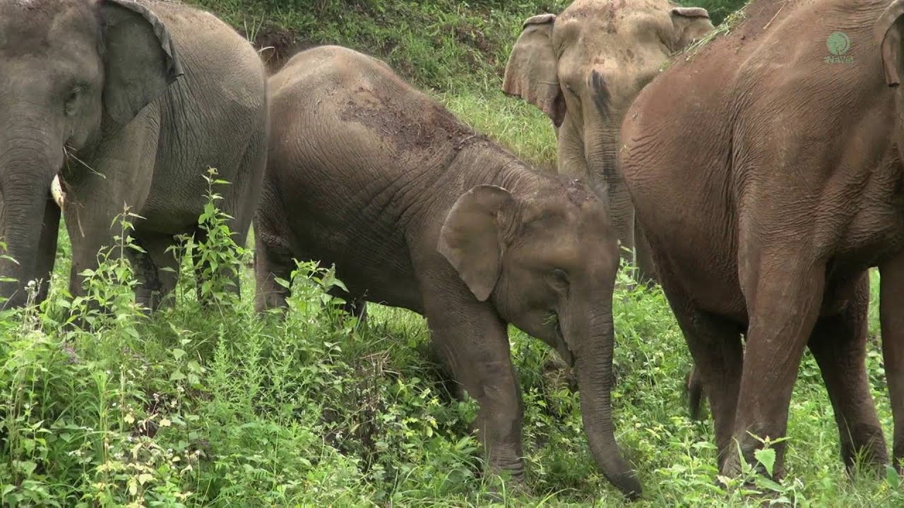 MeBai's life after elephant reunion - YouTube