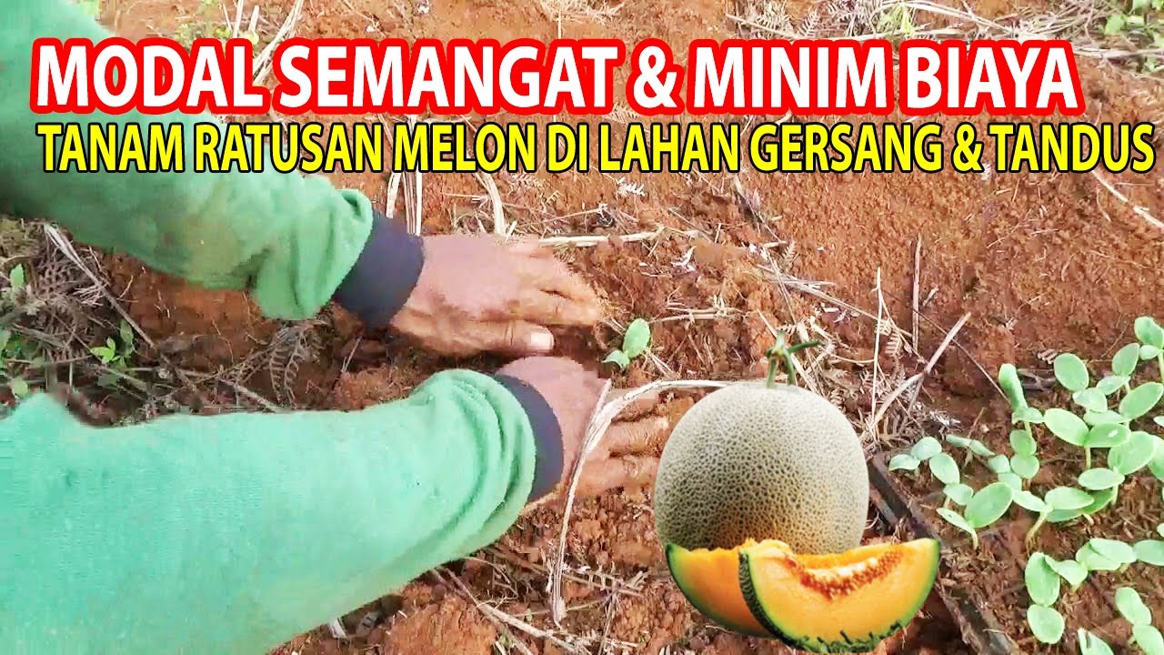 Modal Nekat & Semangat Kuat Menanam Melon Skala Luas di Lahan Gersang ...