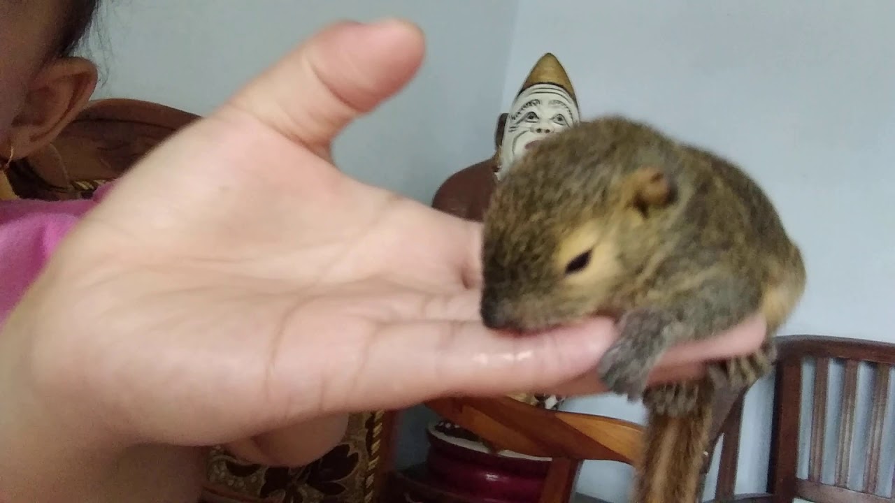 Baby Tupai - YouTube