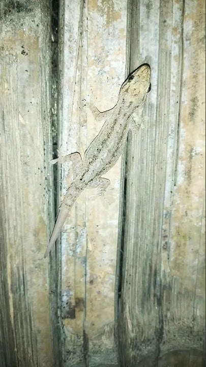 girgiti dance video - YouTube