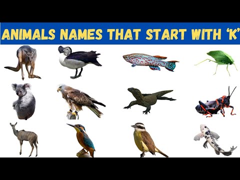 Animals Names With Pictures That Start With ‘K’ | Animals For Kids # ...