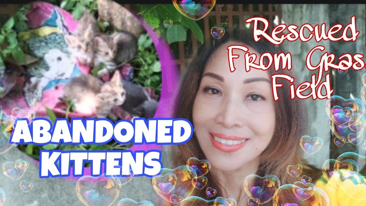 ABANDONED KITTENS RESCUED ON JUNE 30, 2023 | Mel Enriquez Vlog - YouTube