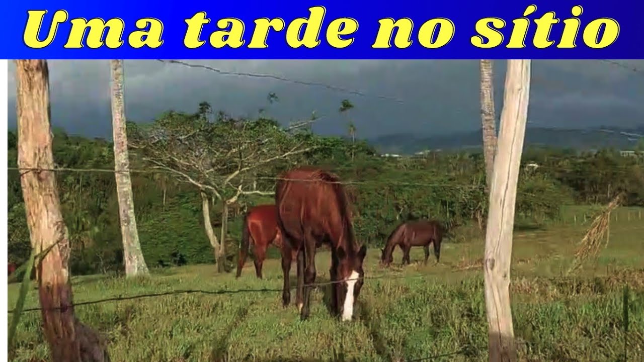 Uma tarde no sítio Cipoal em Vitória PE - YouTube