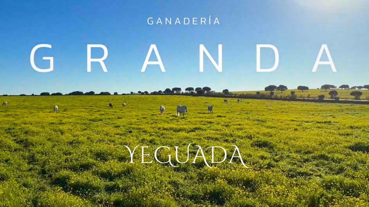YEGUADA GRANDA INVIERNO 2025 - YouTube