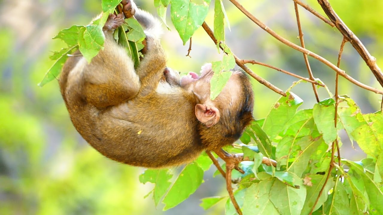Jonas baby is fully fear, Jonas try to hold small branch of tree ...