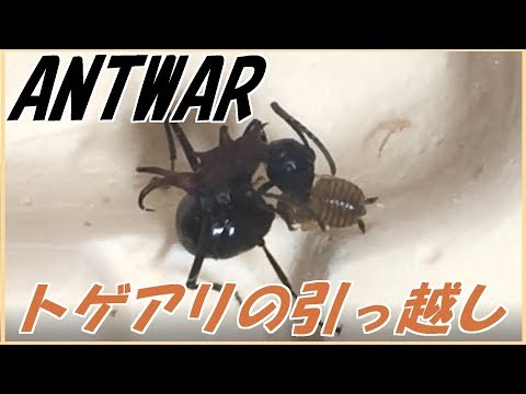 蟻戦争＃187 トゲアリの引っ越し＆眠らない門番アリ編～the gatekeeper ants～ - YouTube