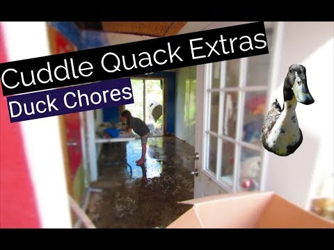 Cuddle Quack Extras: Duck Chores - YouTube