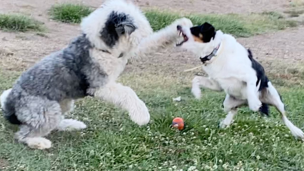 A Sheepdog Manhandles an Aggressive Border Collie - YouTube