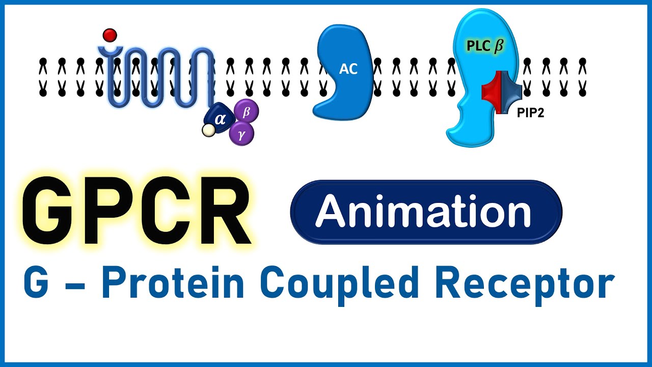 Complete Animated Video on GPCR (G Protein Coupled Receptor ...