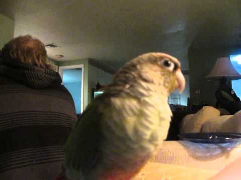 Cinnamon Green Cheek Conure Talking - YouTube