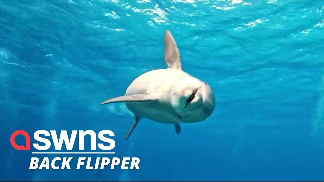 Watch this friendly dolphin perform backflips for a diver! 🐬 | SWNS ...