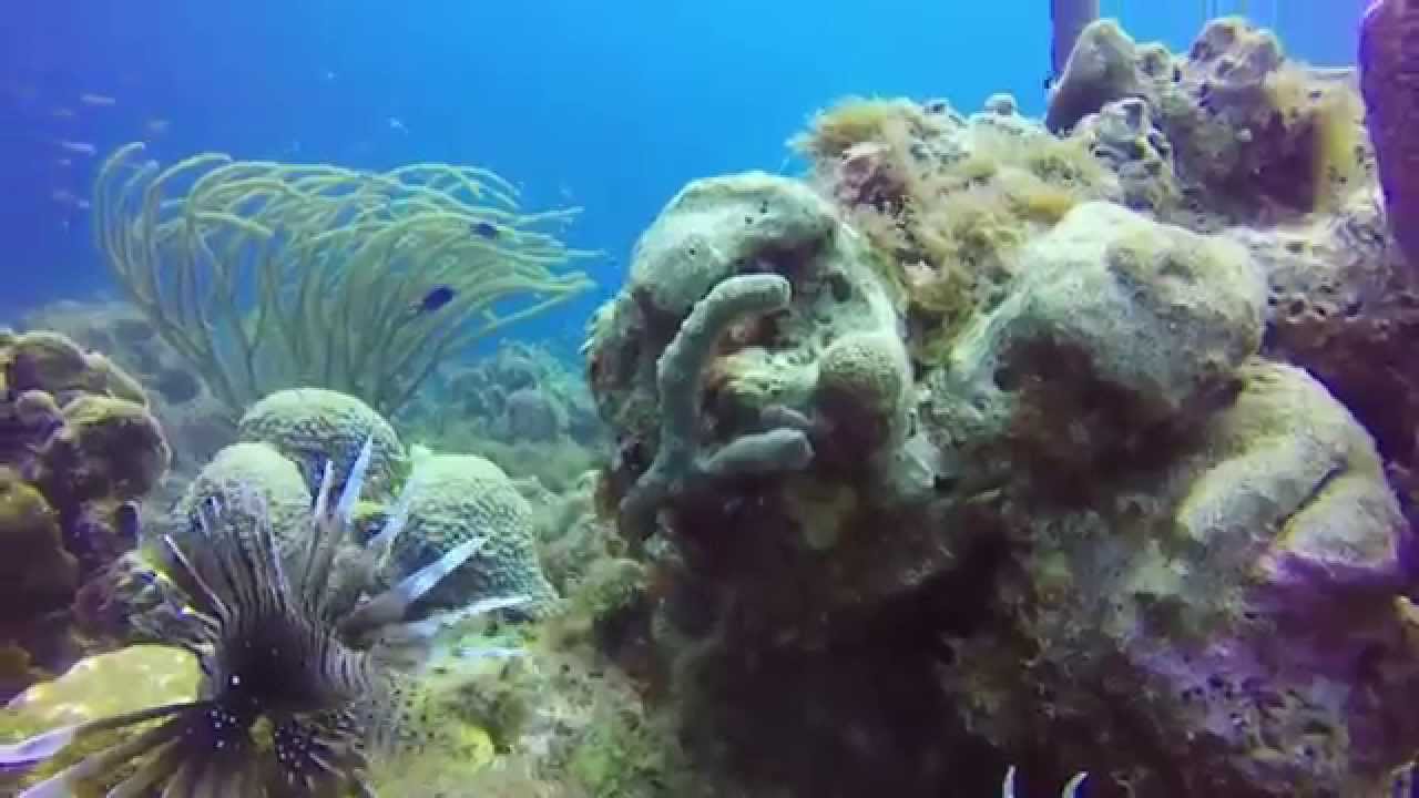 SCUBA Diving: Diving in Curacao - Mushroom Forest And Witches Kitchen ...