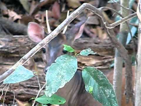 Red Brocket Deer male - YouTube