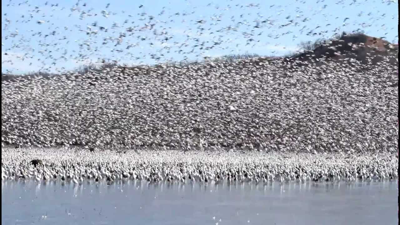 Snow Geese Vortex- Squaw Creek NWR - YouTube