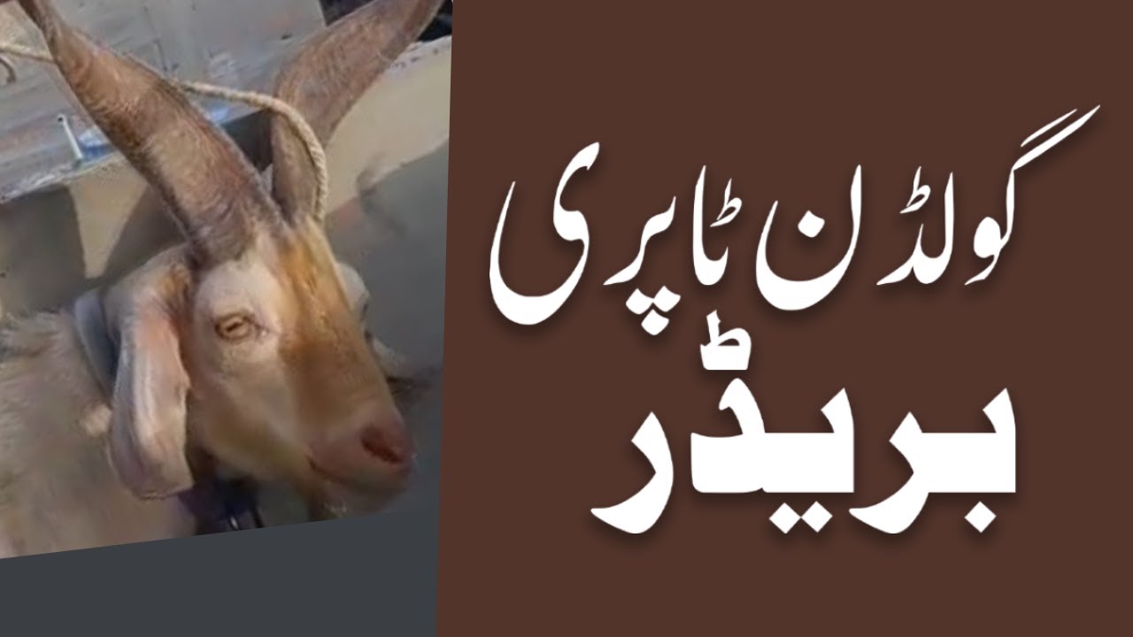 Golder Tapri Brider | Raza Goat Farm - YouTube