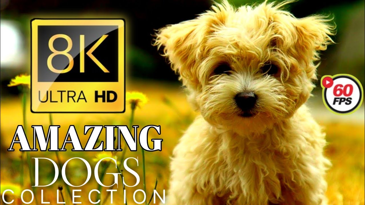 Cute Dogs & Cats Collection 8K HDR 60FPS DEMO - YouTube