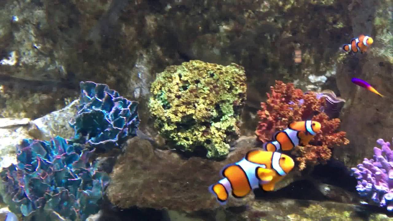 Finding Dory... and Nemo, Gill, Peach etc. at Vannes Aquarium - YouTube