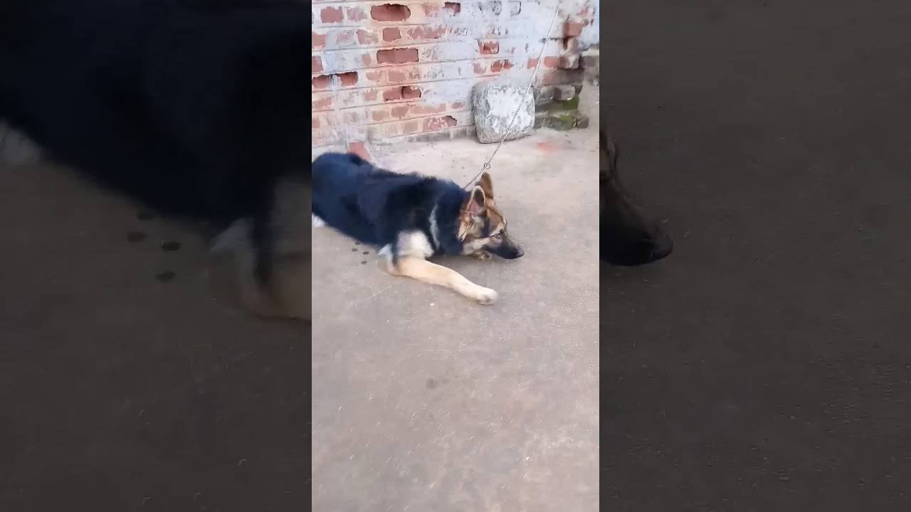 Mike Tyson dog - YouTube