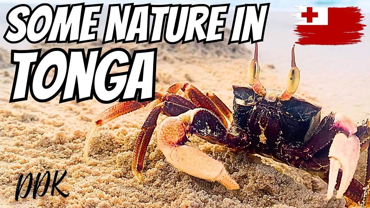 Some Wildlife and Weather in Tonga - YouTube