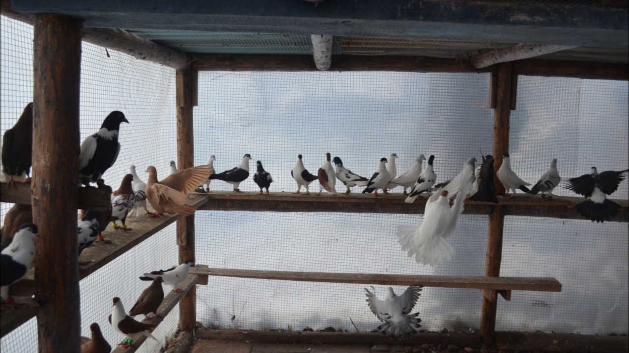 Kaftar Afghani - YouTube