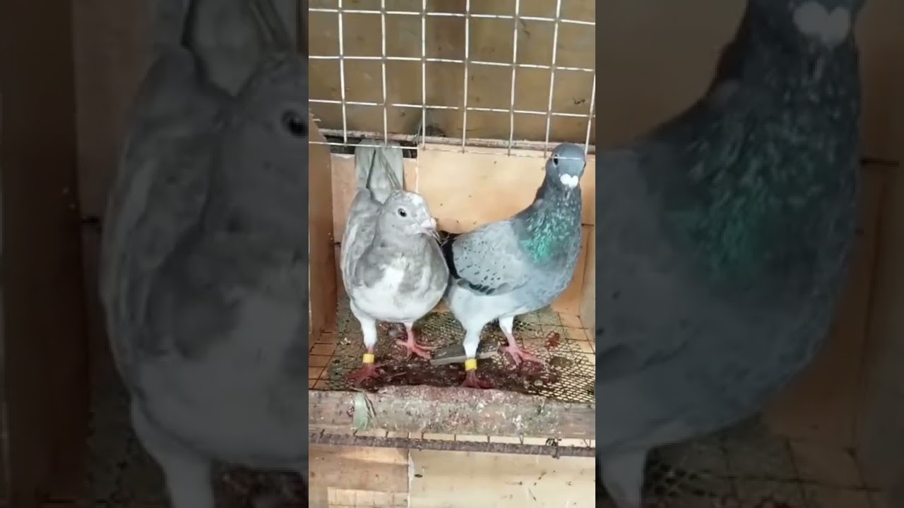 Be wise like a serpent and be humble like a dove #shorts - YouTube