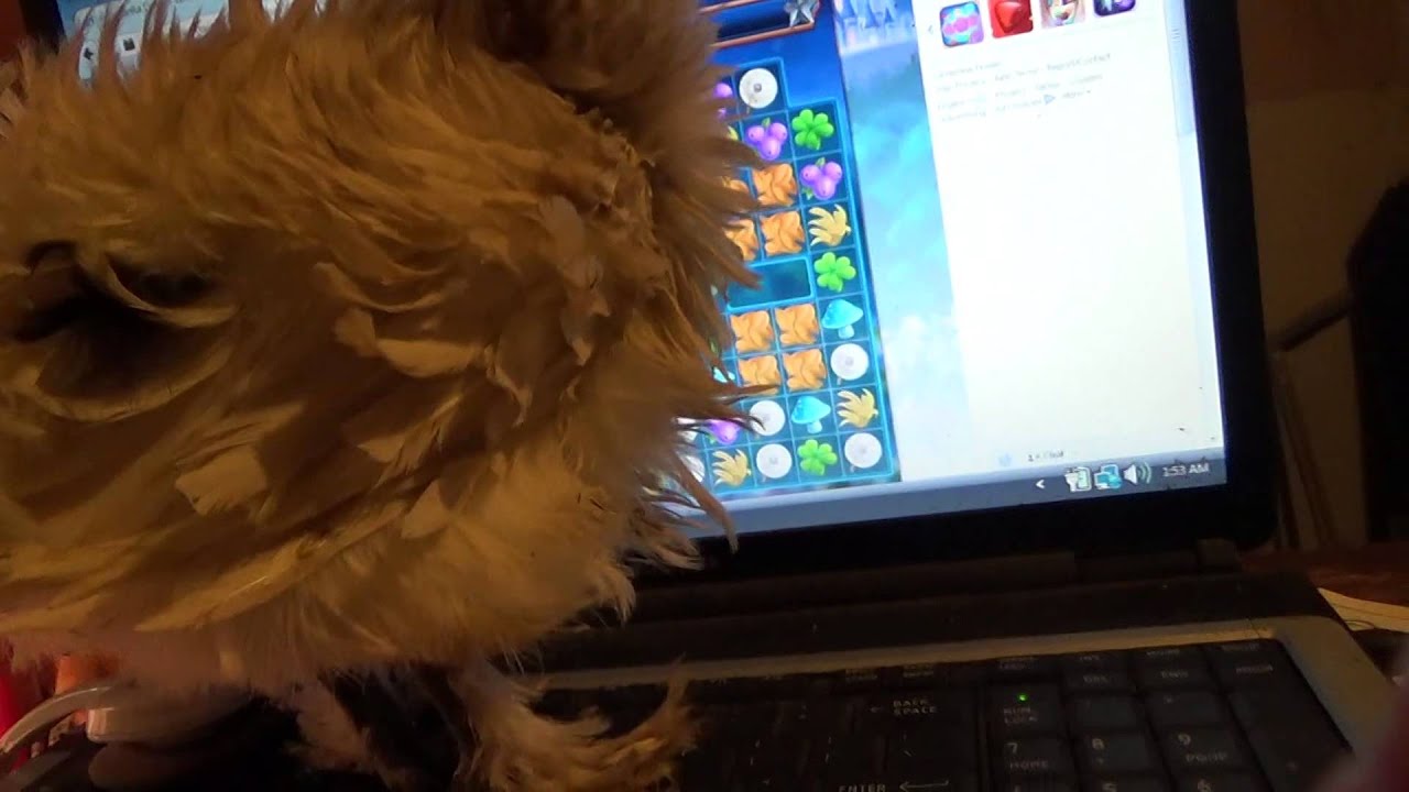 Chicken plays games on computer - YouTube