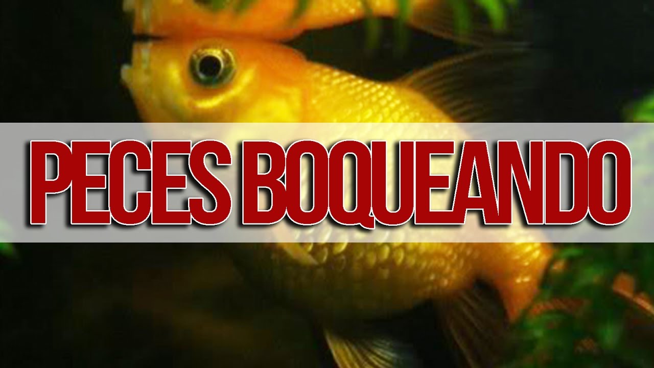 ¿POR QUÉ MIS PECES BOQUEAN EN LA SUPERFICIE DEL AGUA? - YouTube