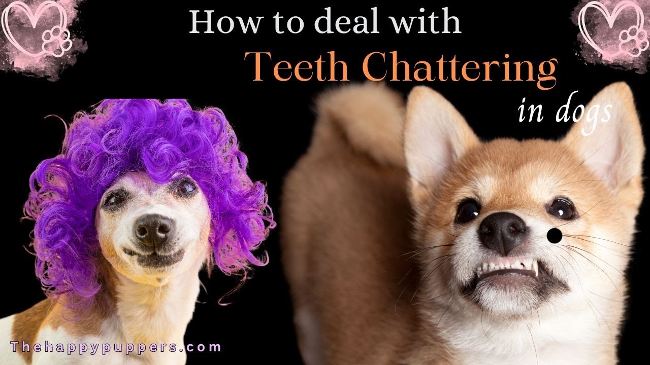 How to deal with dog teeth chattering | Why does it Happen # ...