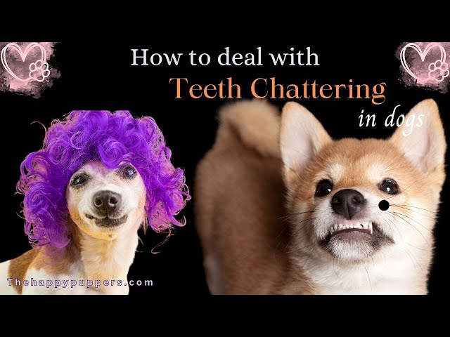 Dog Teeth Memes BESPORTBLE 3 Pcs Fake Smile For Dogs Silicone Dog