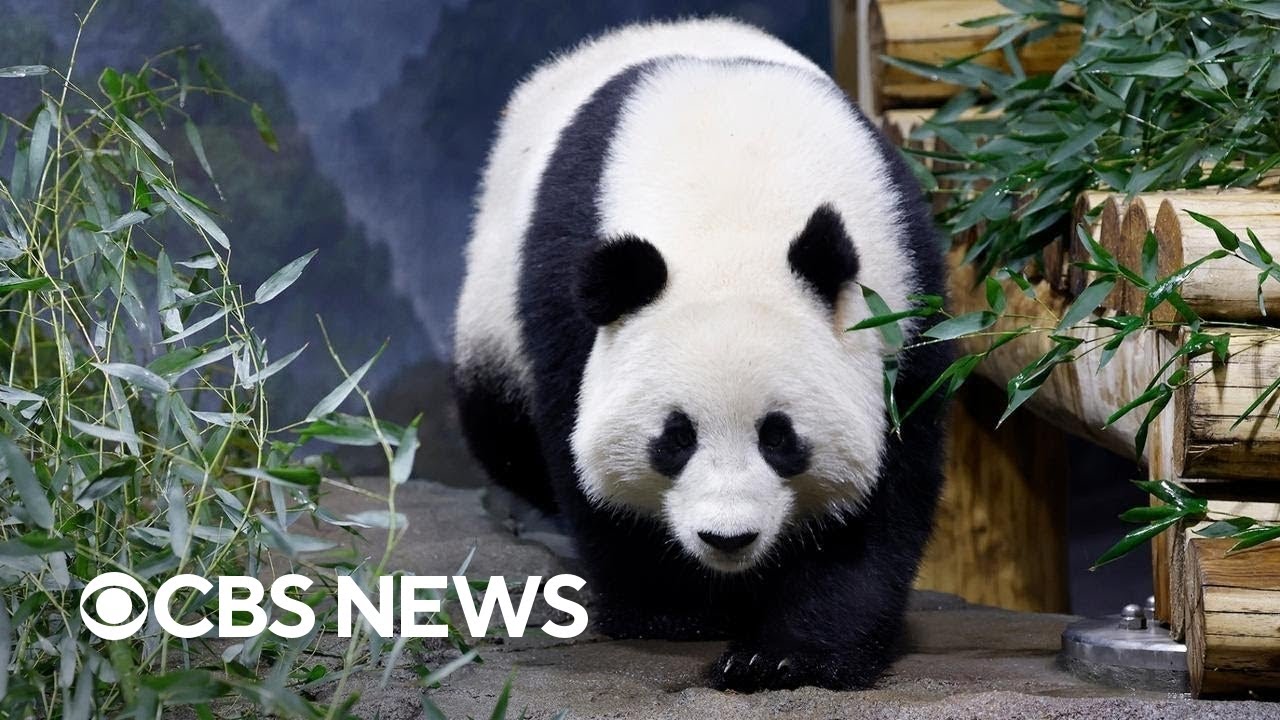 Inside the National Zoo's giant pandas debut - YouTube