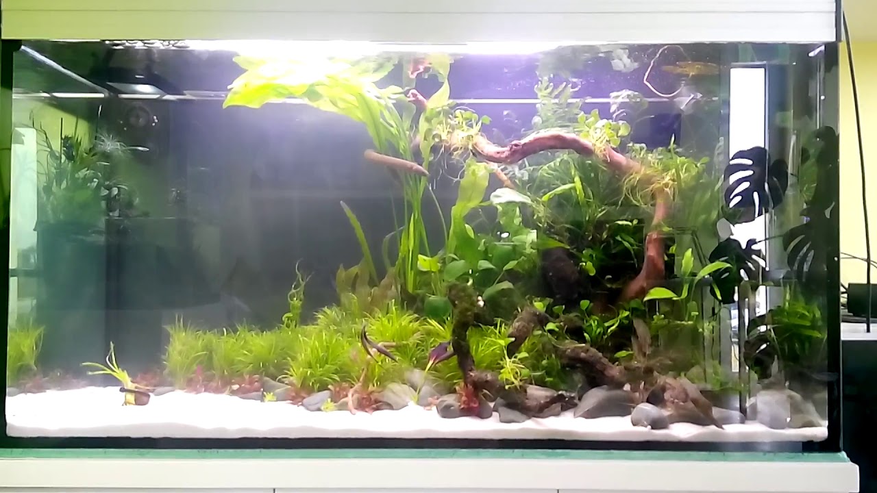 Sneak peek of ropefish in their "new" tank - YouTube