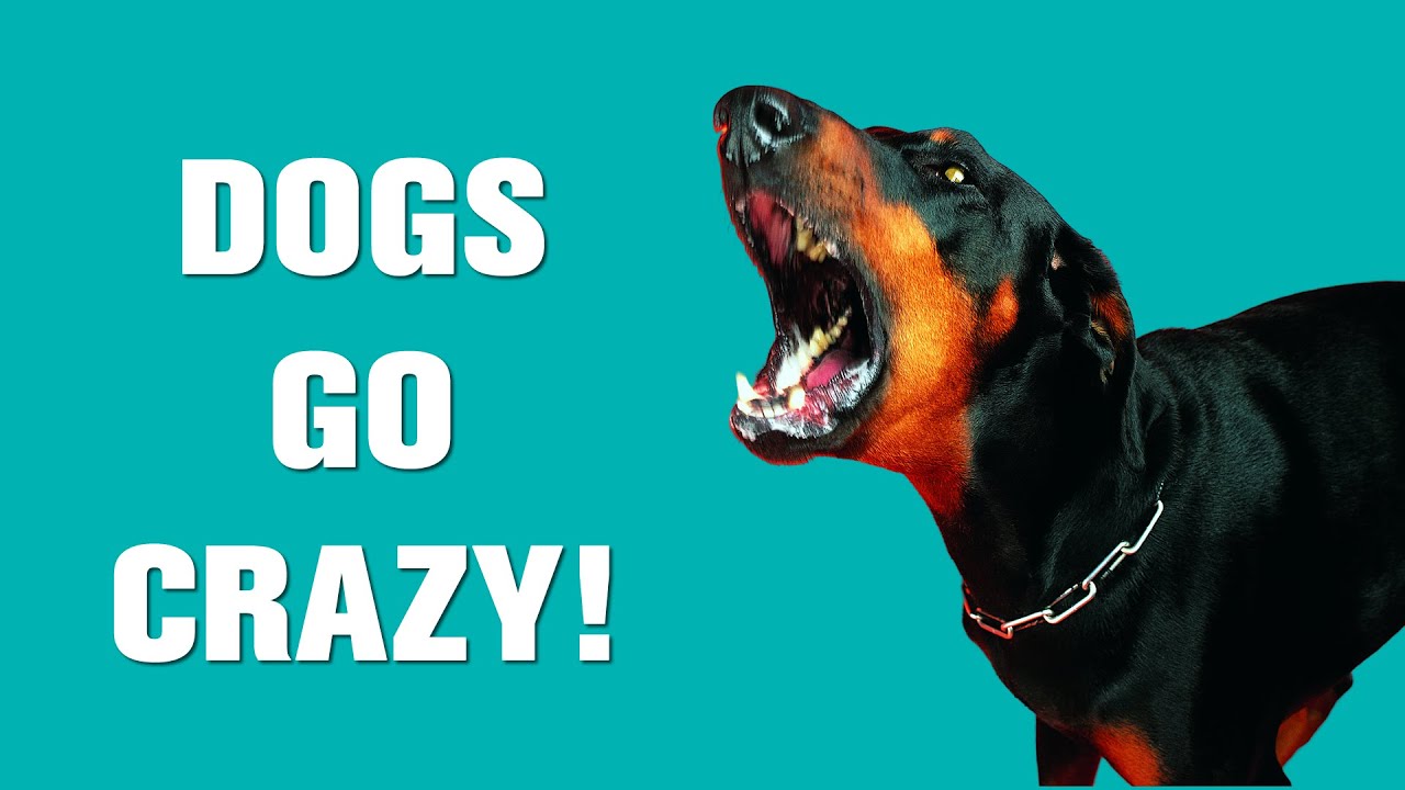 Sounds That Make Dogs GO CRAZY! 🤪 (Watch Your Dog React!) - YouTube