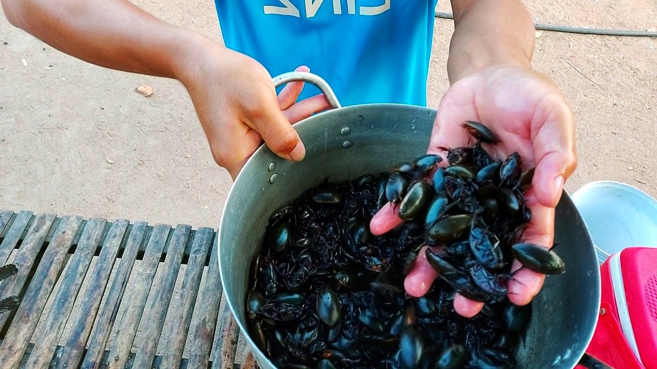 #Experiments : #Cockroaches with Coca-Cola cooking - YouTube