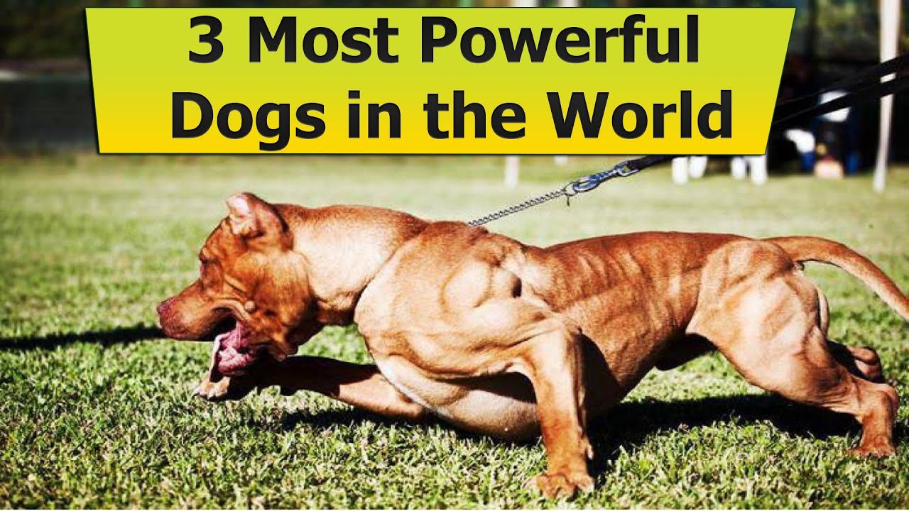 3 Most Powerful Dogs in the World - YouTube