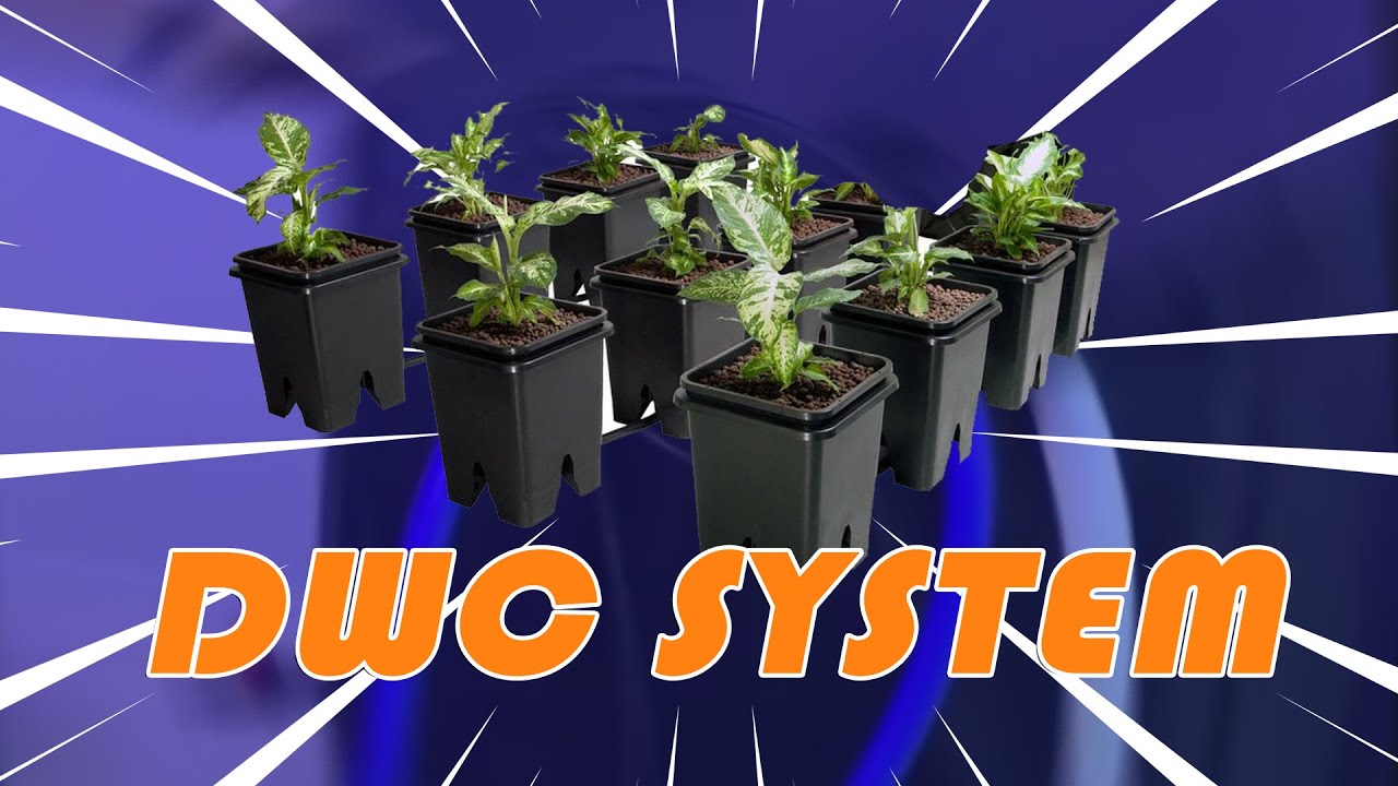 แนะนำการใช้งาน ระบบDWC - YouTube