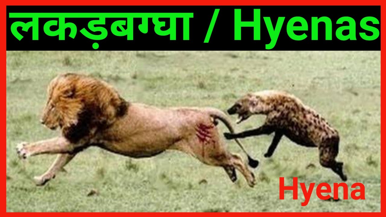 लकड़बग्घा/भेड़िया/लेंडिया | लेंडिया शेर से भी खतरनाक होता है ...