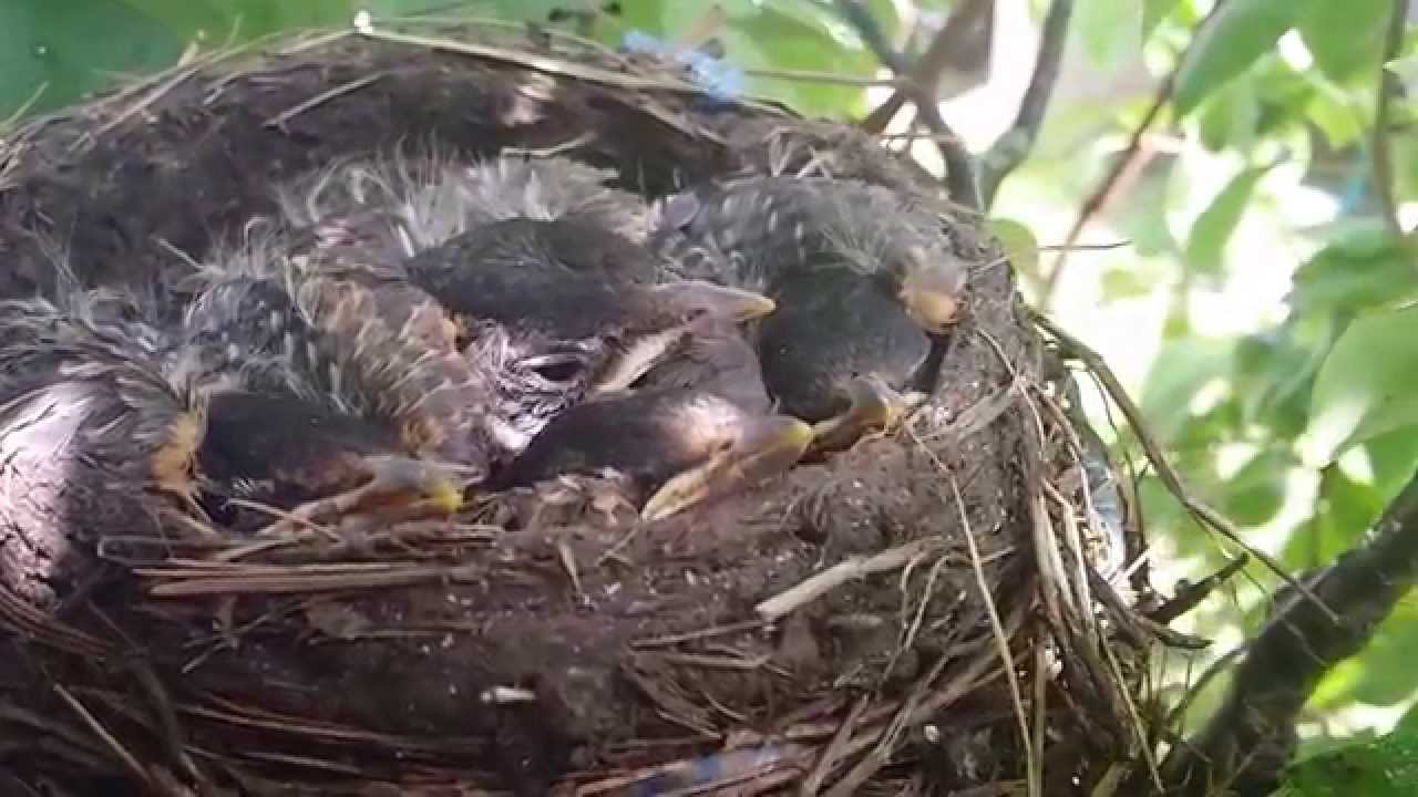 Baby Robin chicks - YouTube