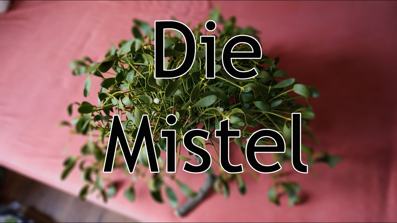 Die Mistel: Heilpflanze und Brauchtum - YouTube