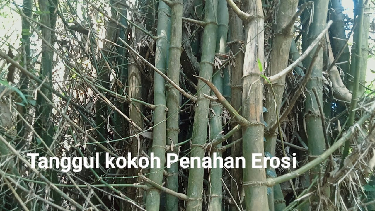 PENANAMAN BAMBU UNTUK TANGGUL PENAHAN EROSI AIR SUNGAI - YouTube