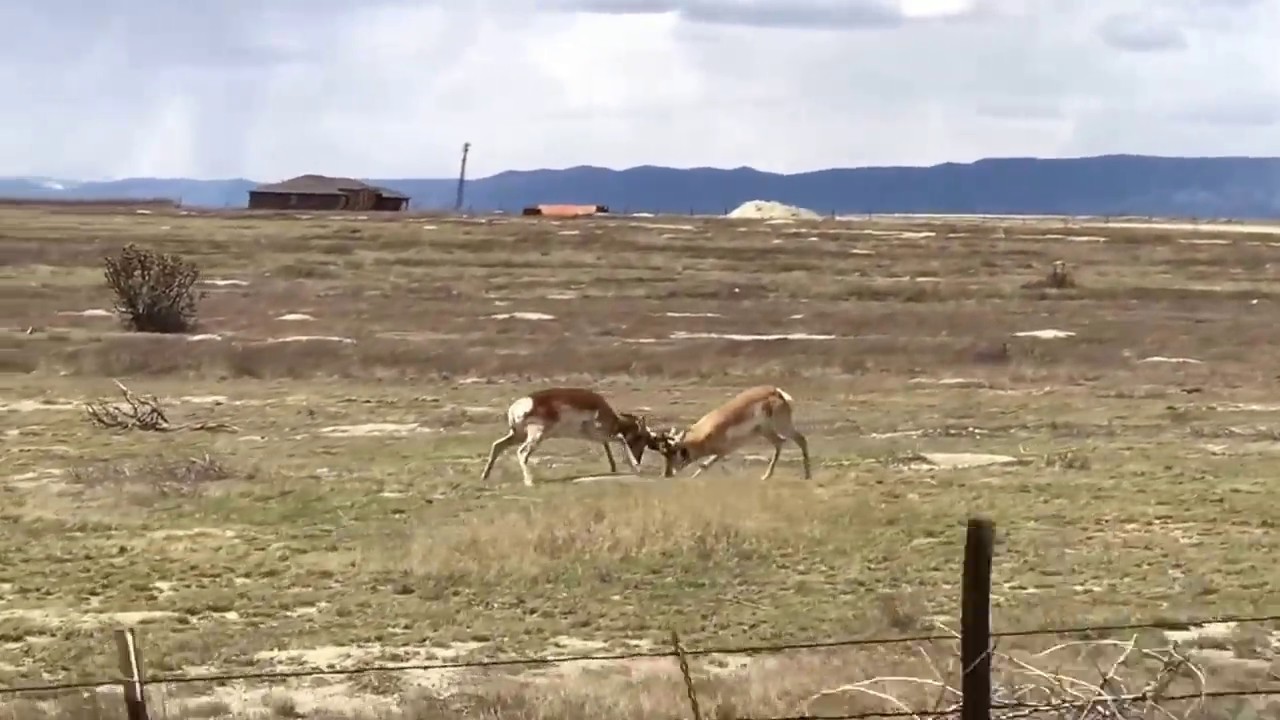 TWO PRONGHORN BUCKS FIGHT OVER DOE!! - YouTube