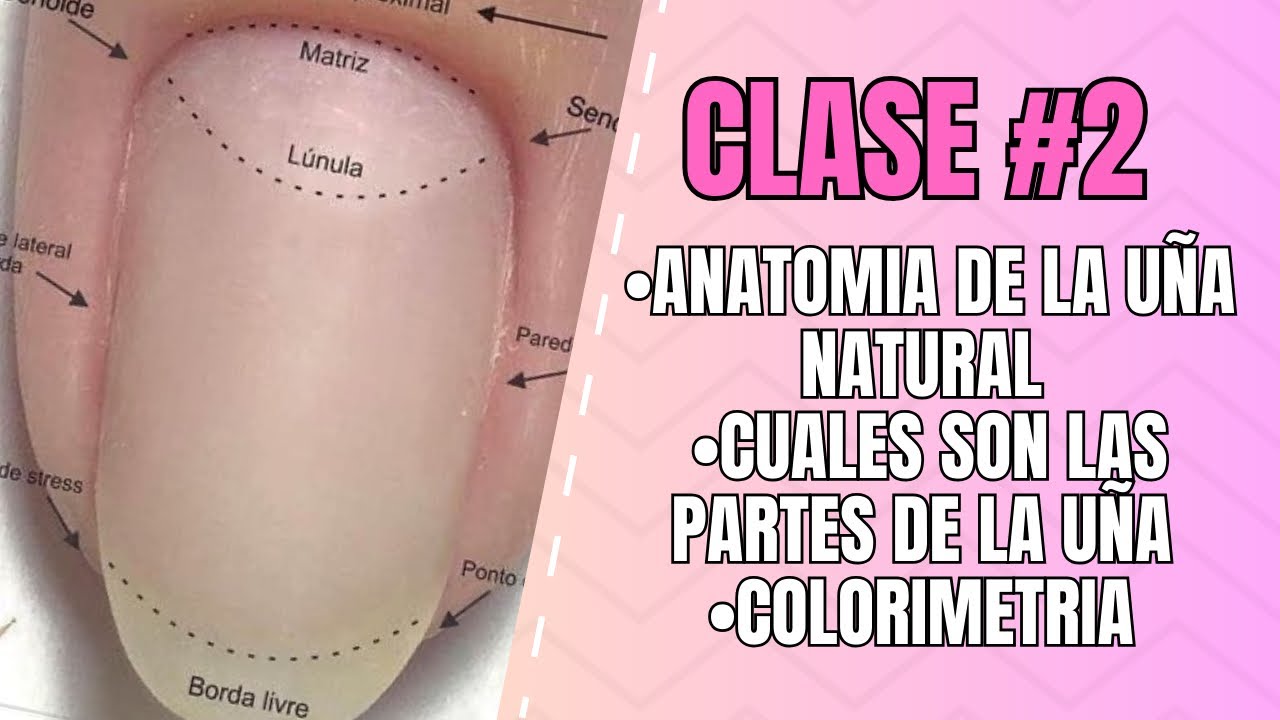 Clase #2 | Anatomía de la uña ¿Cuales son sus partes/COLORIMETRIA de la ...