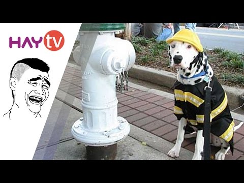 Xem đi xem lại mà cười rách cả lưỡi - p5