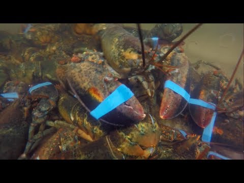 LOBSTER RAVE - YouTube