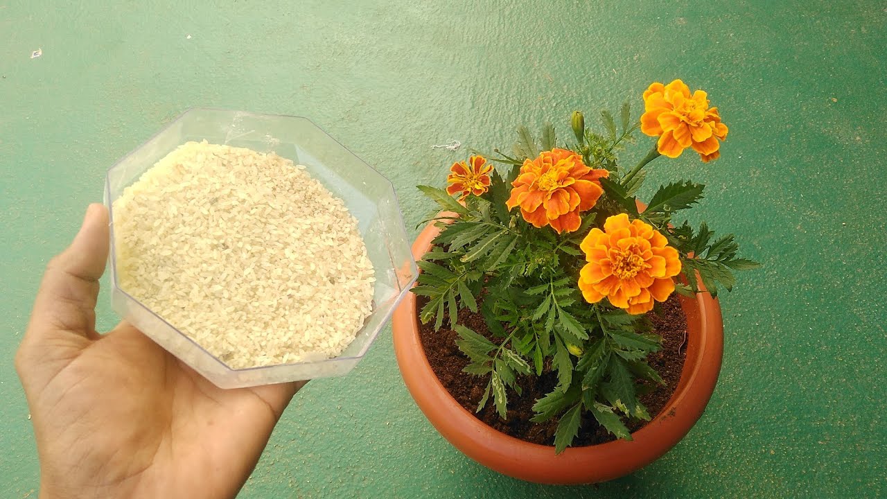 Instant making liquid fertilizer for all plants | Washed Rice Liquid ...