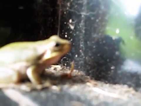 Talking Frog (Funny Voiceover) - YouTube