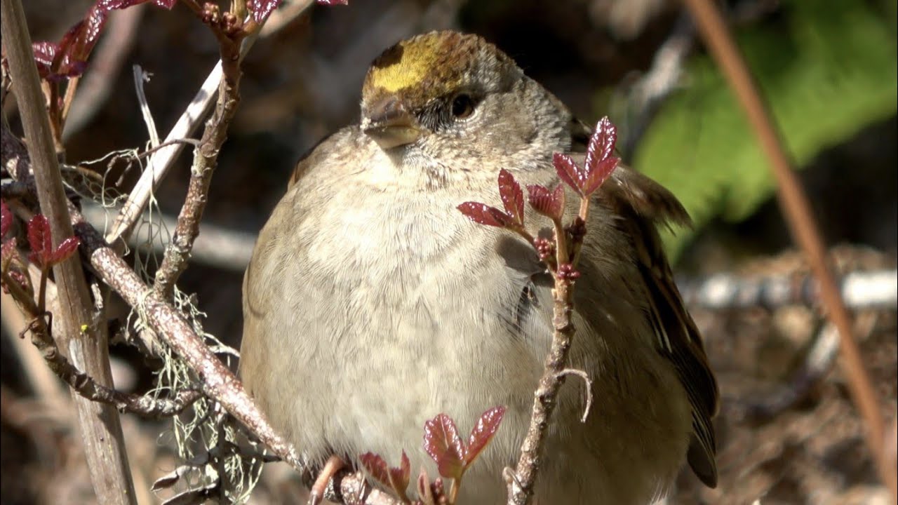 Puffed up Golden-crowned sparrow - YouTube