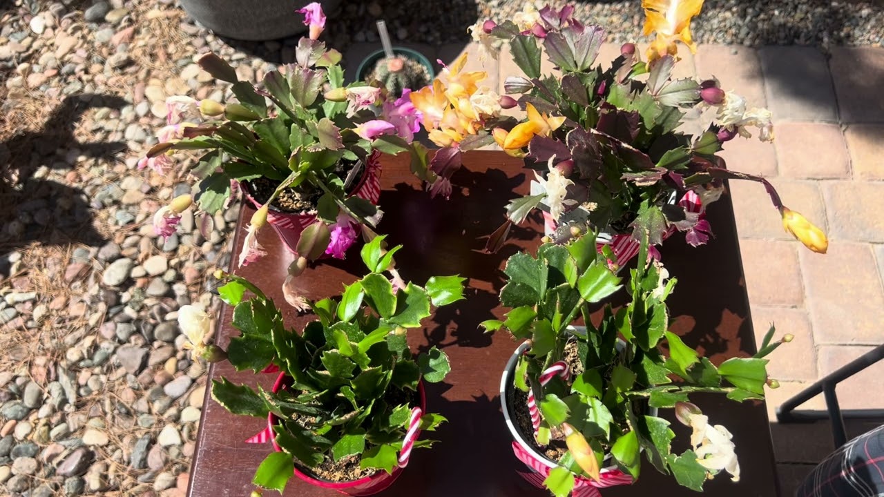 Christmas Cactus Rare Colors