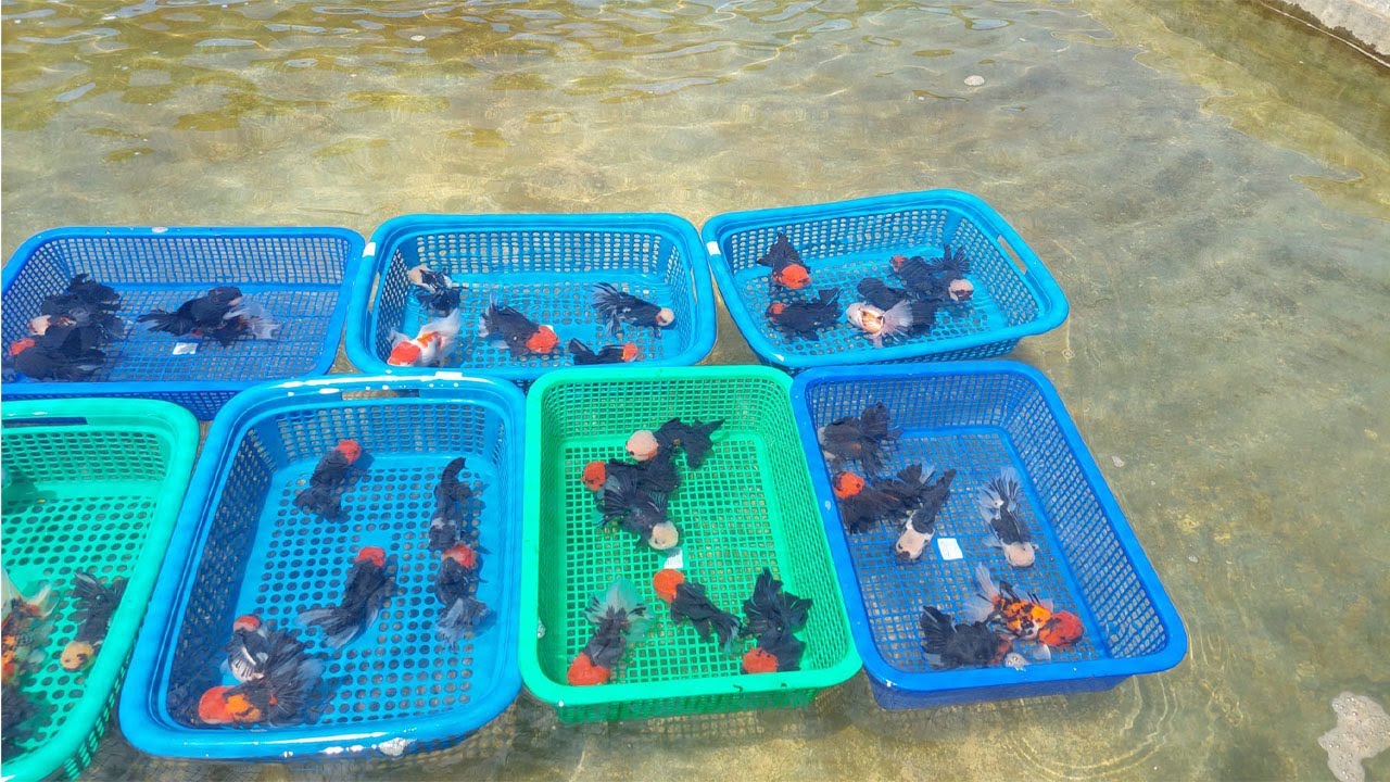 Goldfish Thailand - The most beautiful goldfish - YouTube